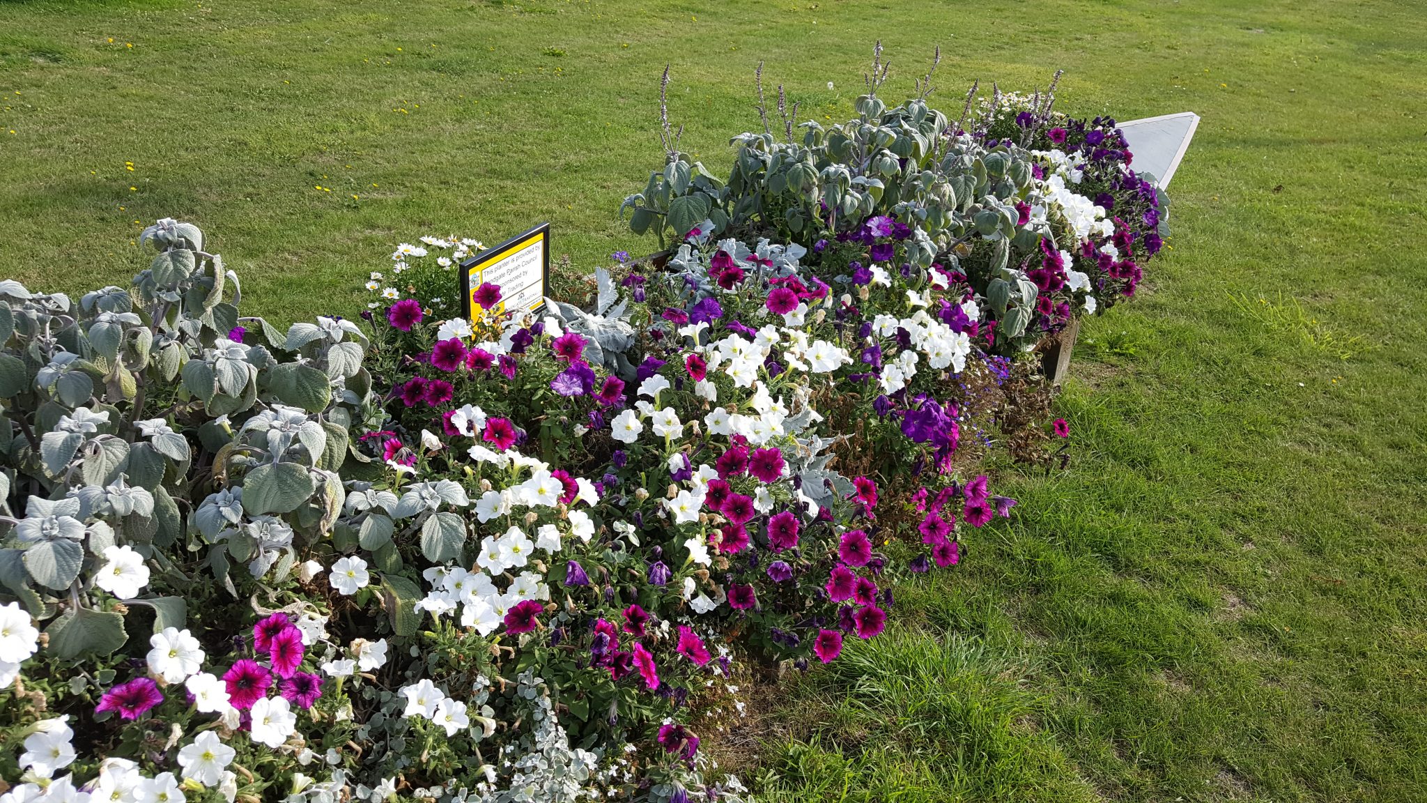 Sandgate Flower Displays: Late Blooming but Not Forgotten - Sandgate ...