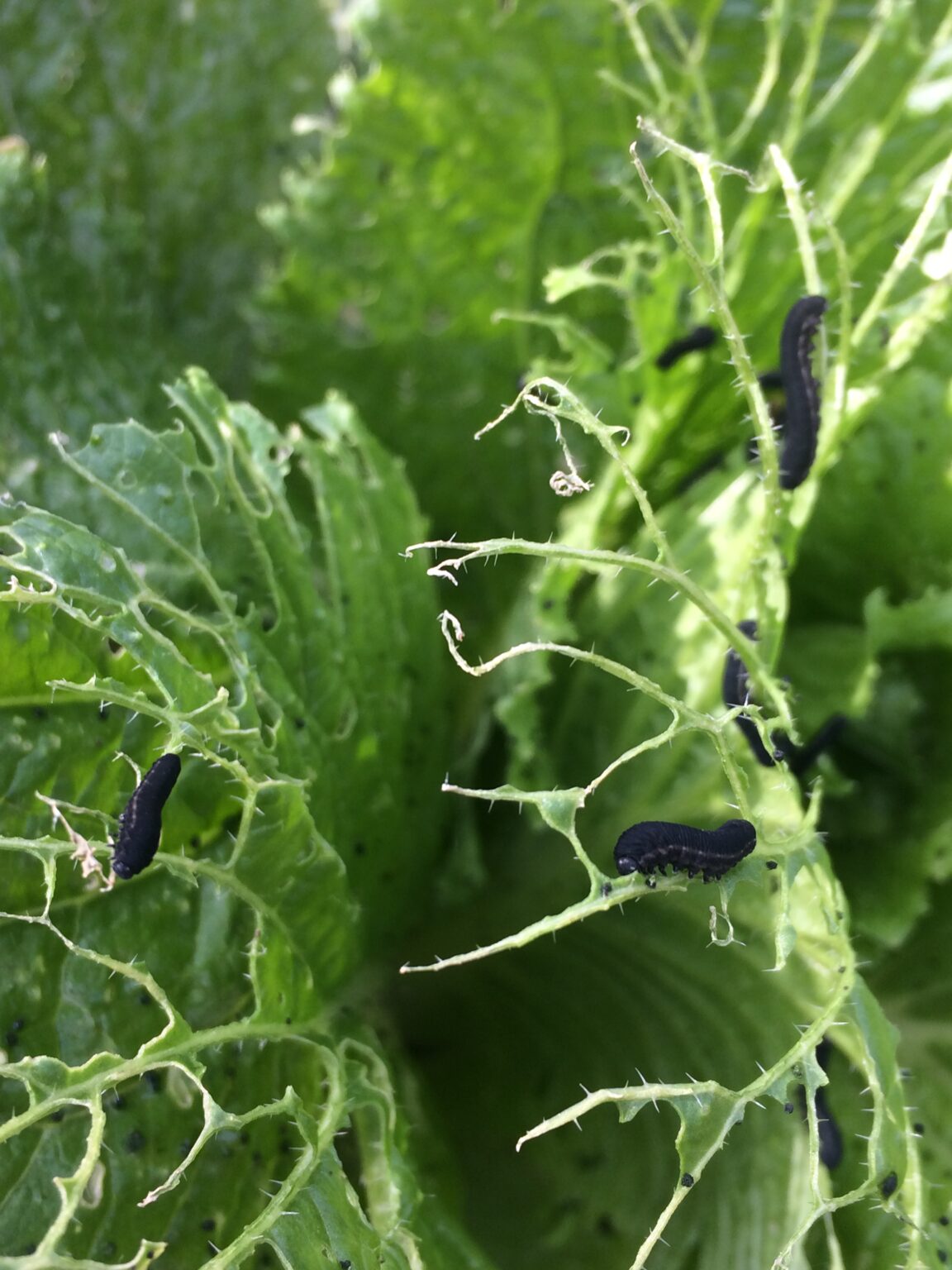 Sandgate Community Garden: Update 13 October 2019 - Sandgate Parish Council