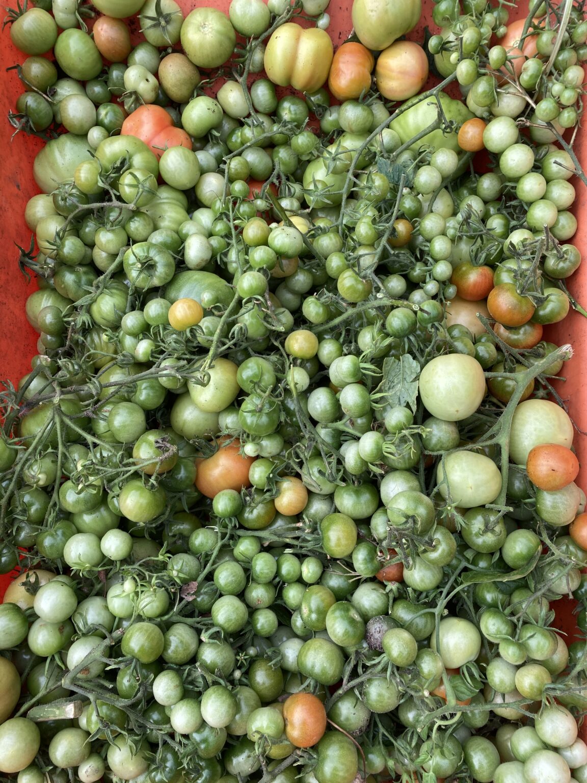 Sandgate Community Garden: Update 27 September 2020 - Sandgate Parish ...