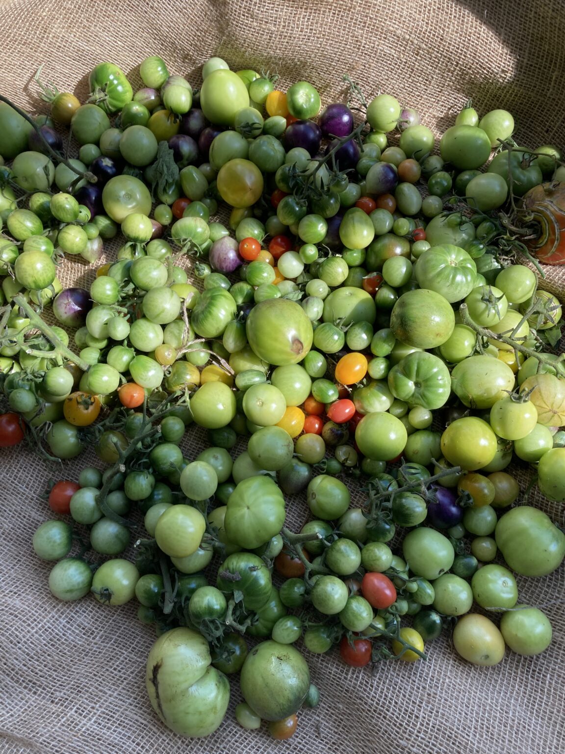 Sandgate Community Garden: Update 25 September 2022 - Sandgate Parish ...