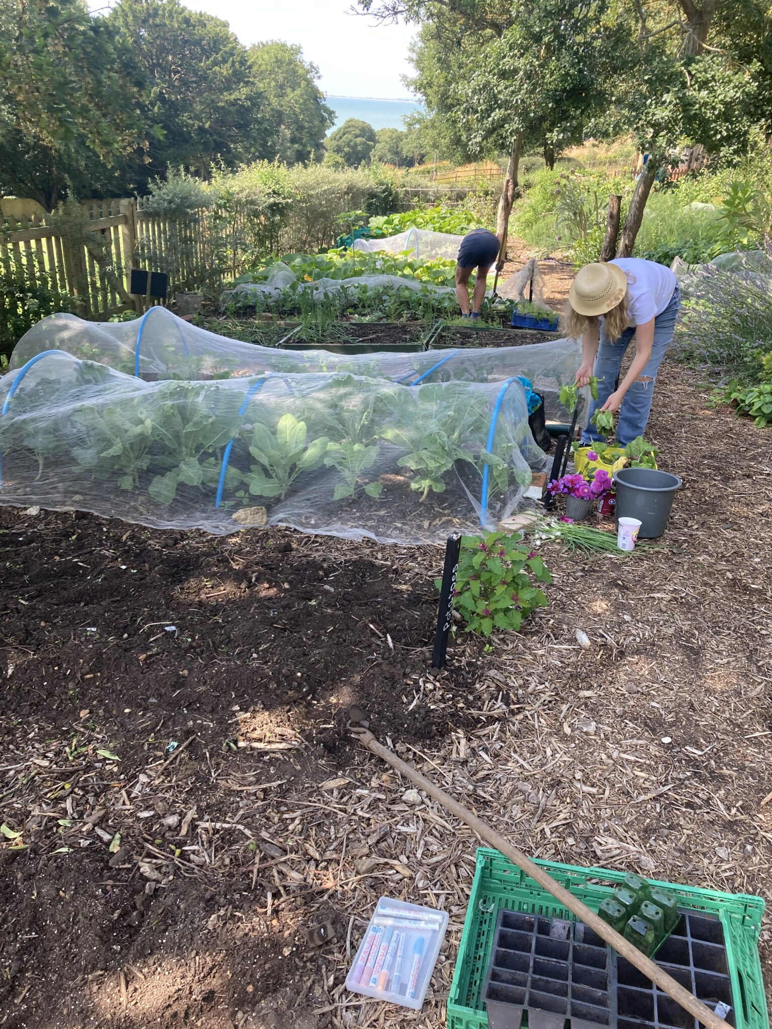 Sandgate Community Garden: Update 30 July 2023 - Sandgate Parish Council
