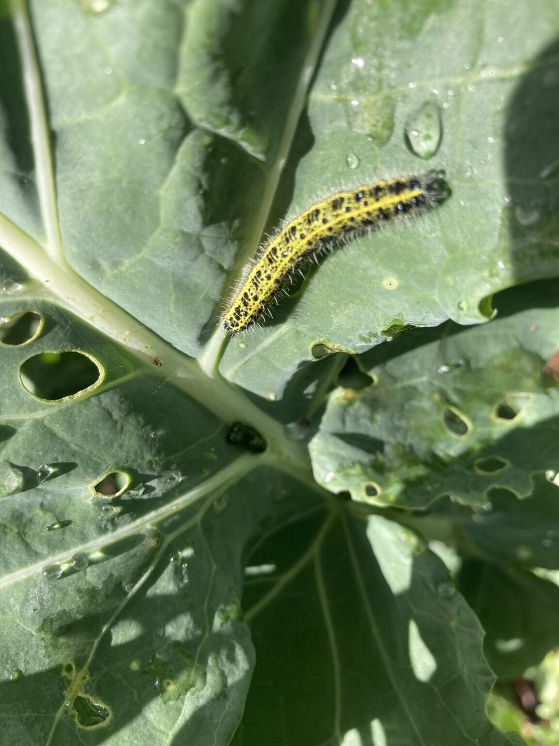 Sandgate Community Garden: Update 15 October 2023 - Sandgate Parish Council