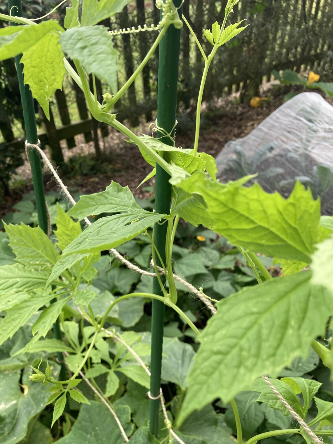 Sandgate Community Garden: Update 4th August 2024 - Sandgate Parish Council