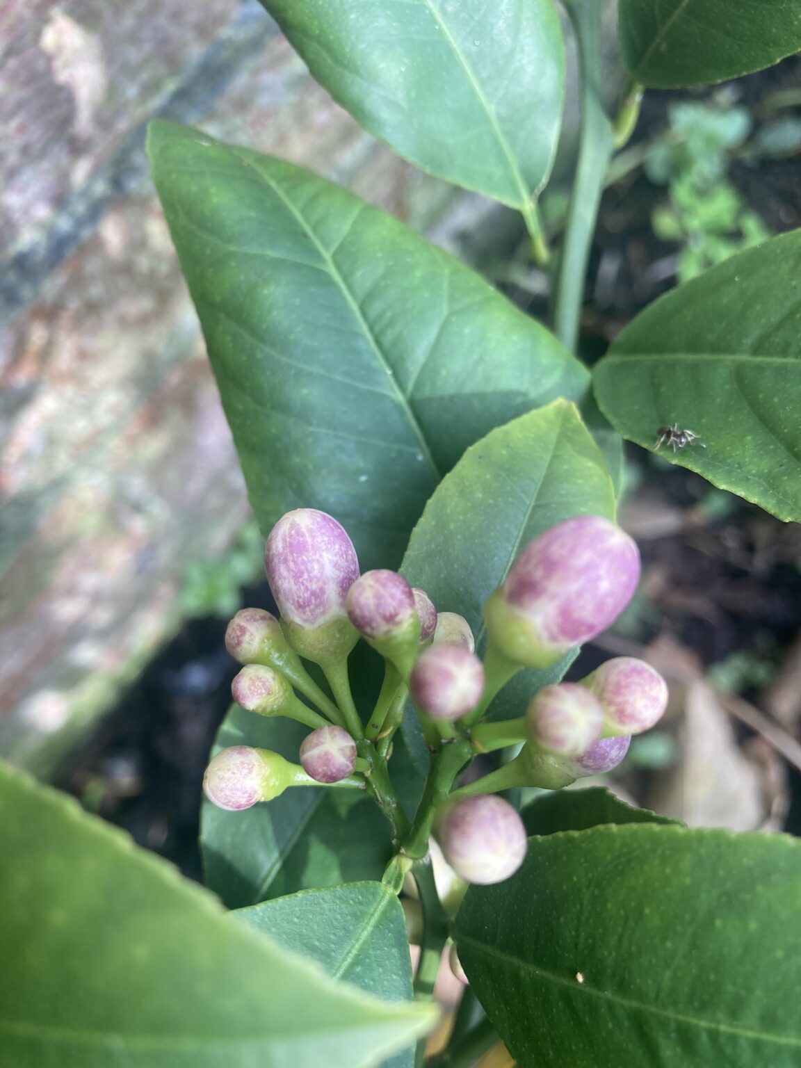 Sandgate Community Garden: Update 20th October 2024 - Sandgate Parish ...