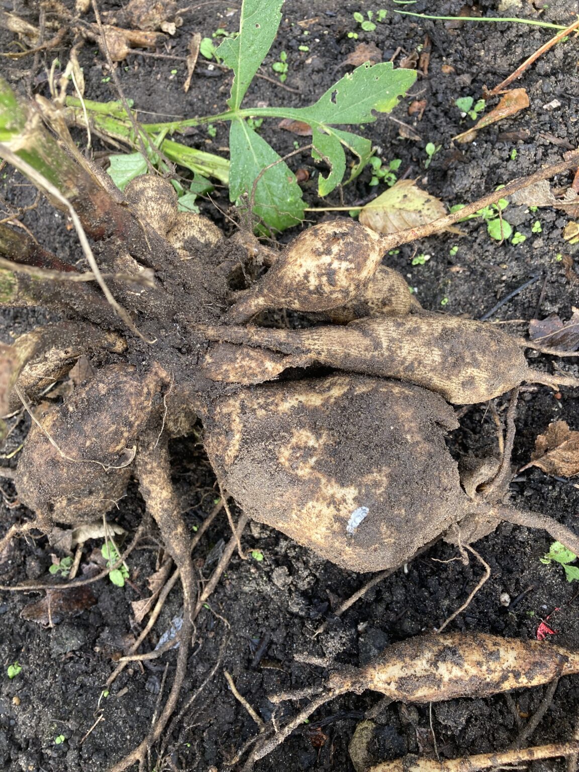 Sandgate Community Garden: Update 17th November 2024 - Sandgate Parish ...