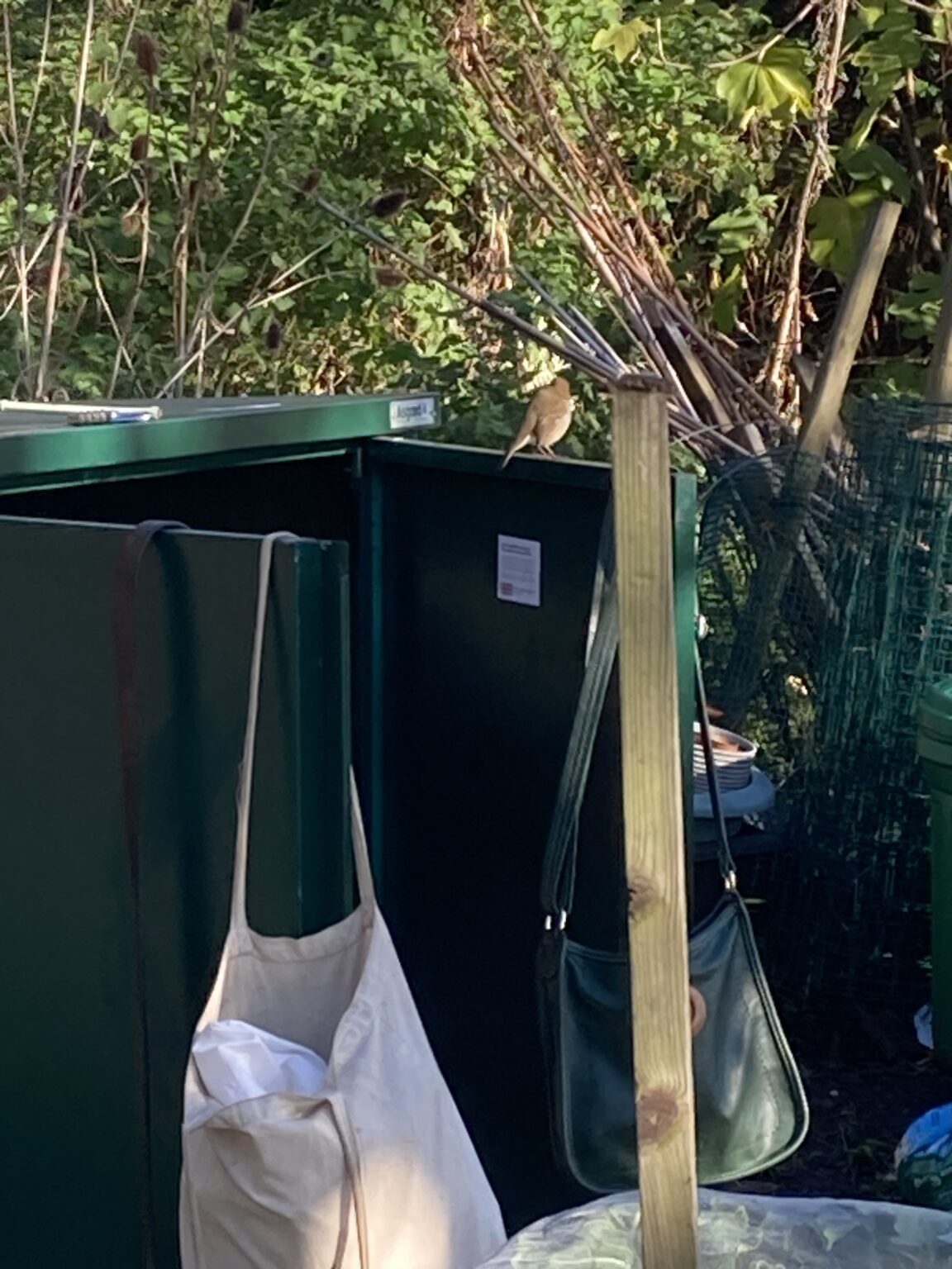 Sandgate Community Garden: Update 24th November 2024 - Sandgate Parish ...