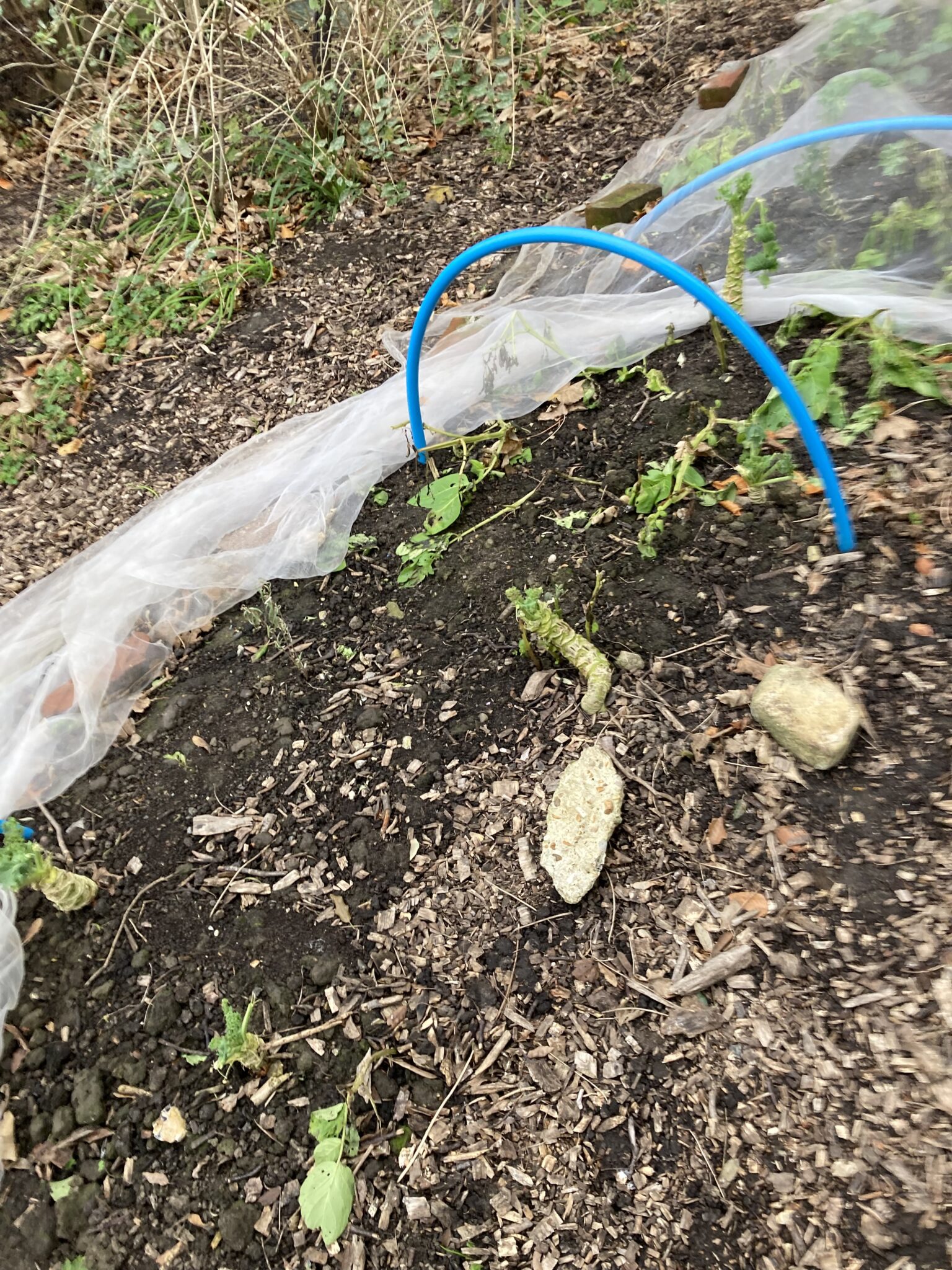 Sandgate Community Garden: Update 1st December 2024 - Sandgate Parish ...