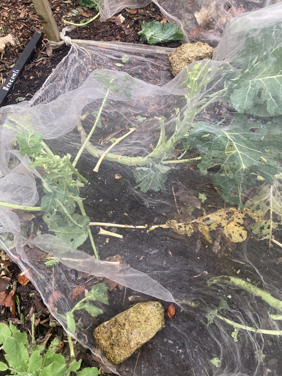 Sandgate Community Garden: Update 15th December 2024 - Sandgate Parish ...