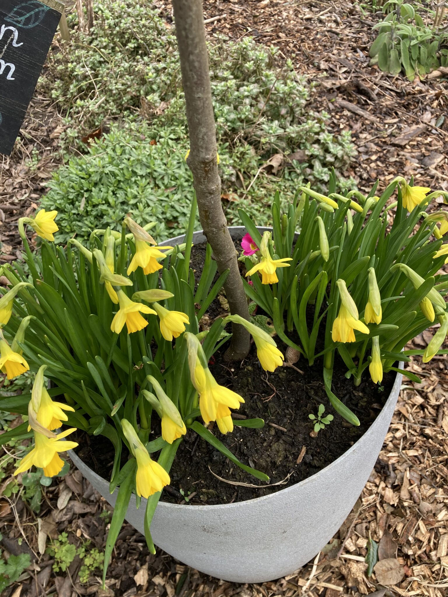 Sandgate Community Garden: Update 2nd March 2025 - Sandgate Parish Council