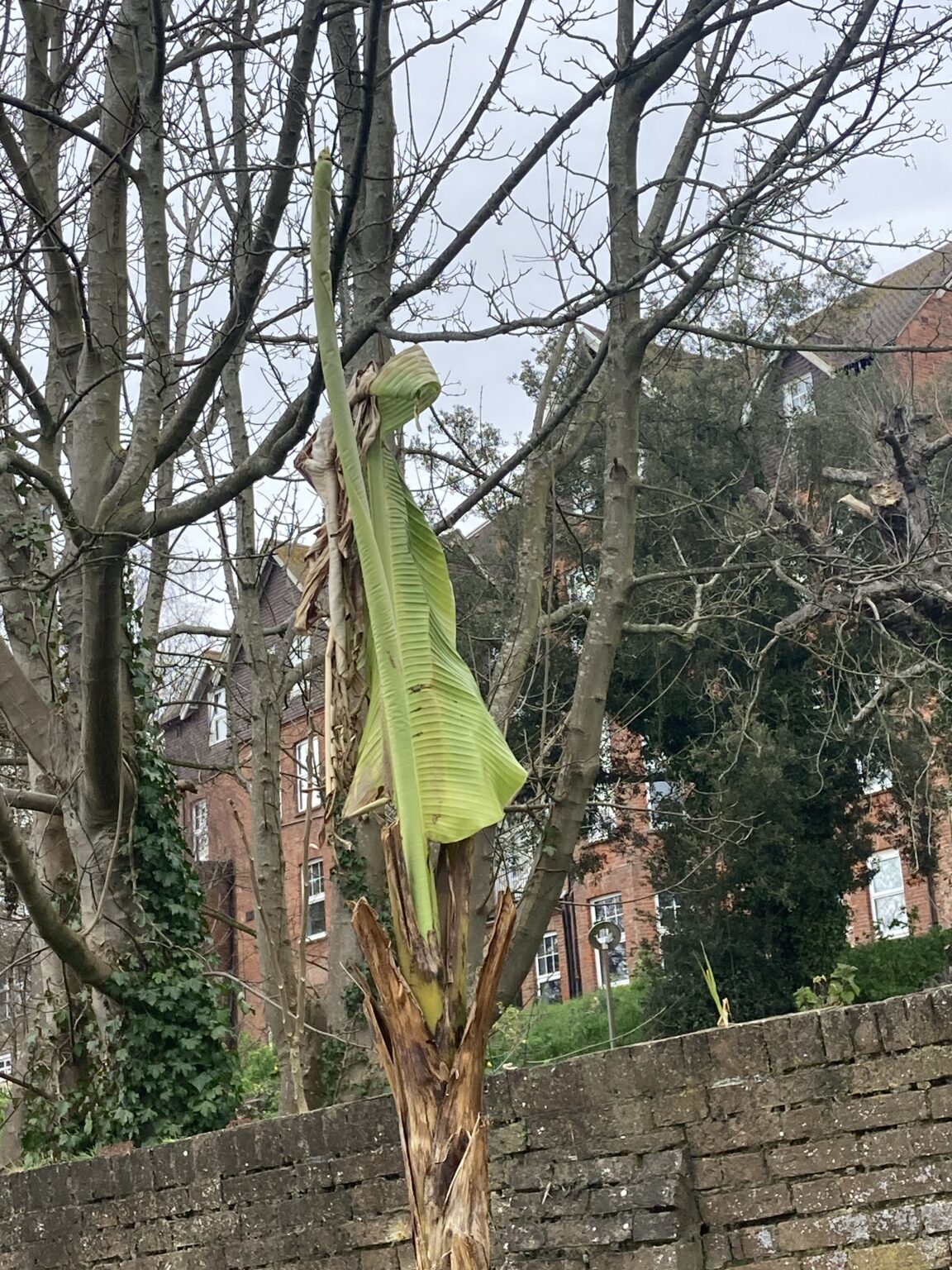 Sandgate Community Garden: Update 23rd March 2025 - Sandgate Parish Council