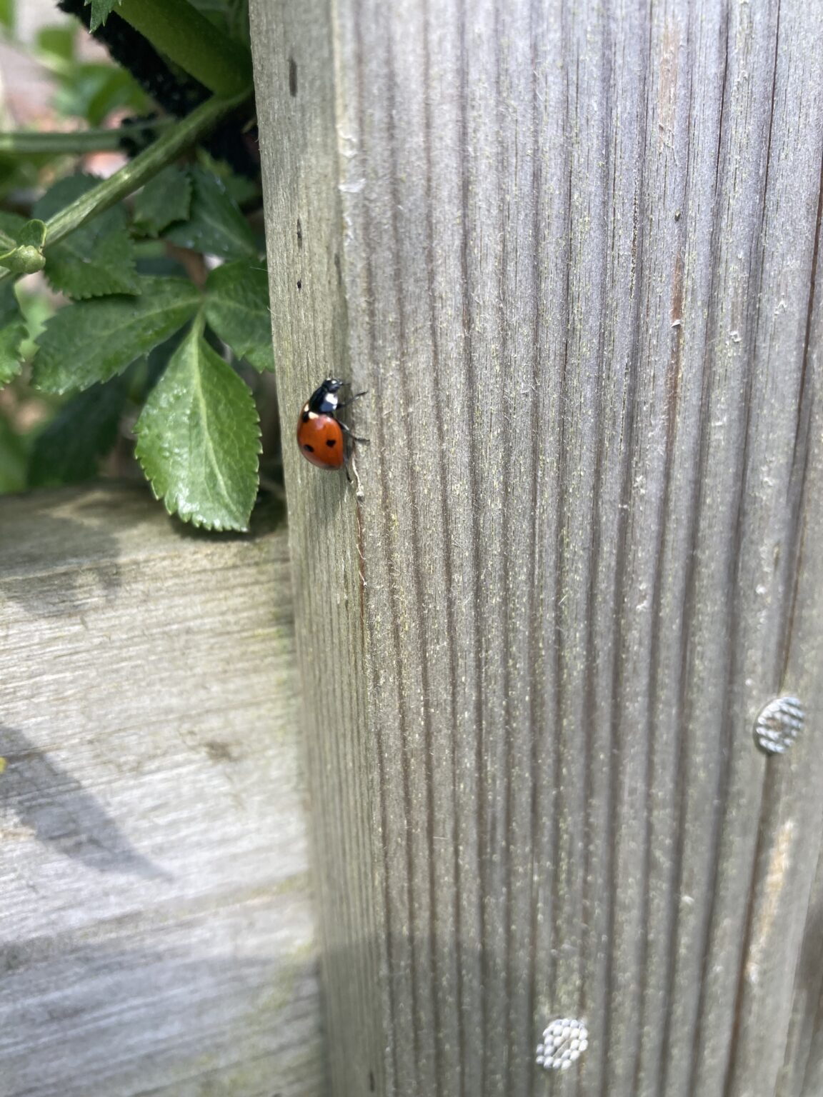 Sandgate Community Garden: Update 13th April 2025 - Sandgate Parish Council