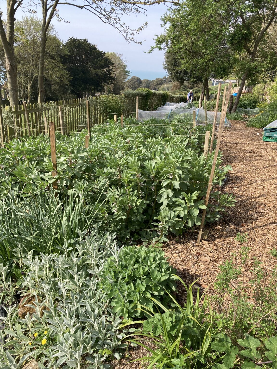 Sandgate Community Garden: Update 27th April 2025 - Sandgate Parish Council