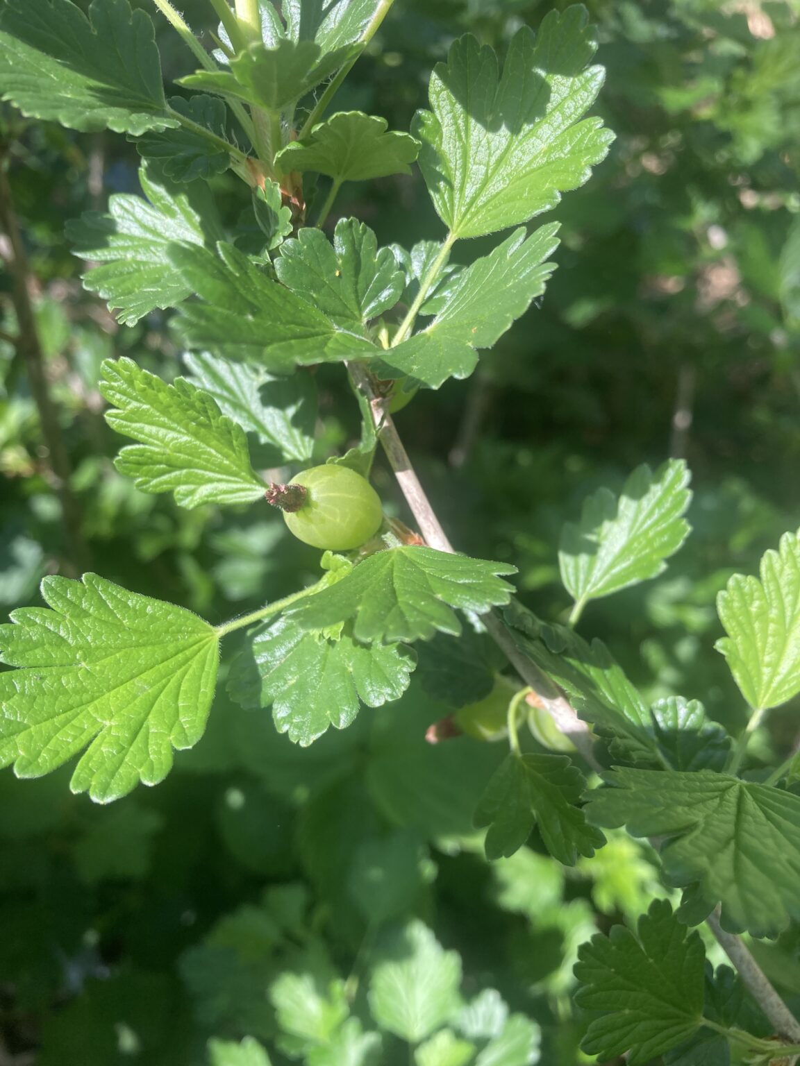 Sandgate Community Garden: Update 4th May 2025 - Sandgate Parish Council