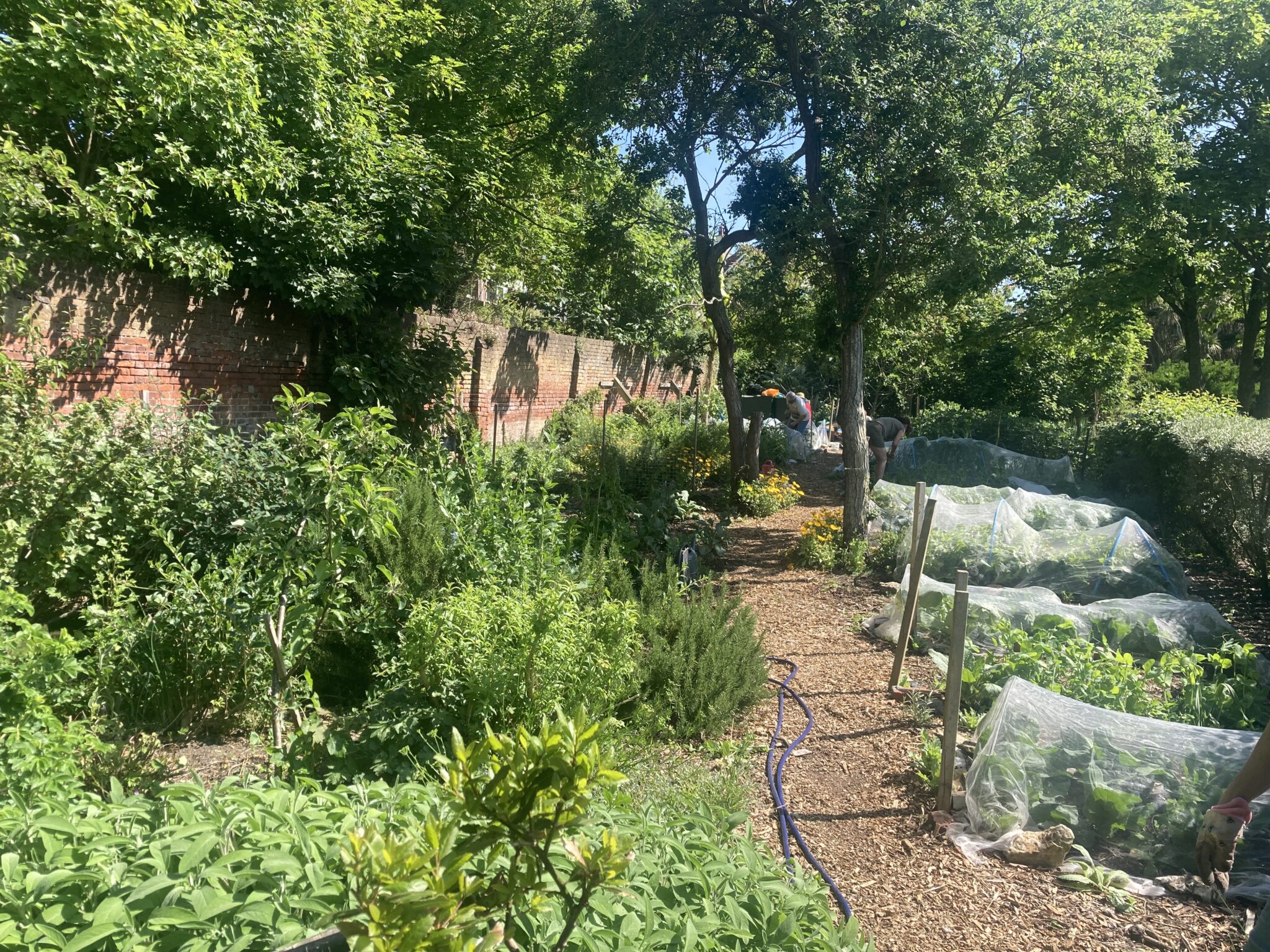 Sandgate Community Garden: Update 18th May 2025 - Sandgate Parish Council